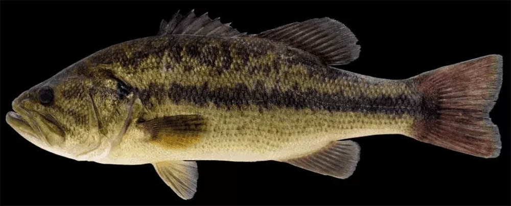 Blog - Largemouth Bass Anatomy