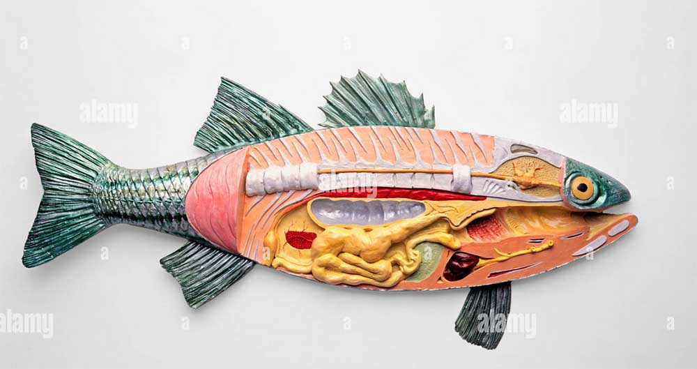 Blog - Largemouth Bass Anatomy
