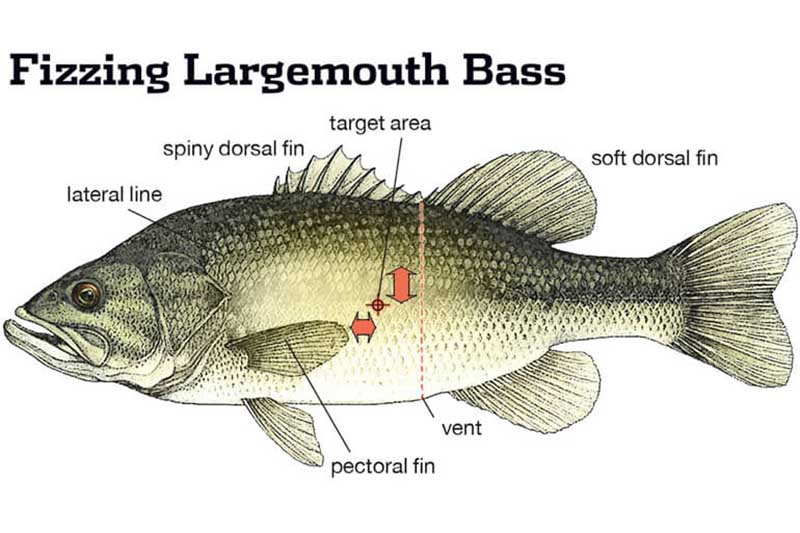 Blog - Largemouth Bass Anatomy