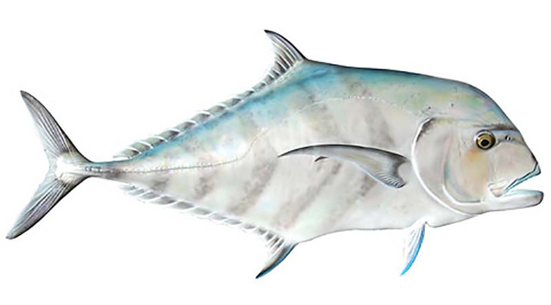 Blog - African Pompano