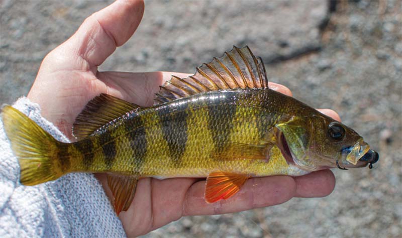 Blog - Learn About Yellow Perch